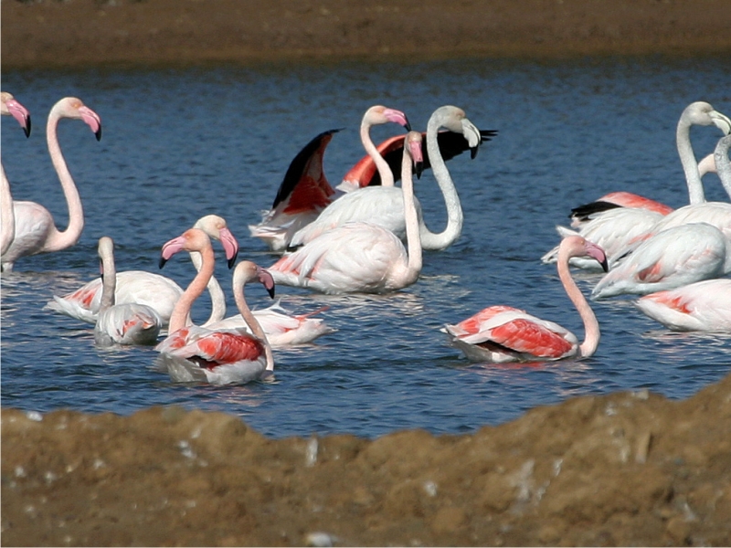 Flamingo Ria Formosa Half Day Tour Algarve Birdwatching