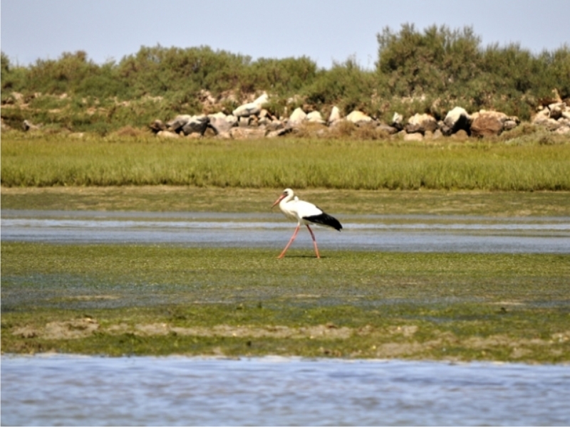 Flamingo Ria Formosa Half Day Tour Algarve Birdwatching