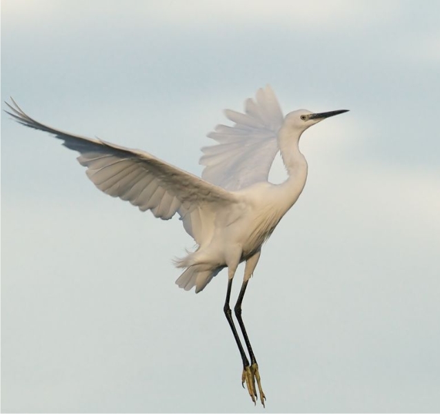 Flamingo Ria Formosa Half Day Tour Algarve Birdwatching