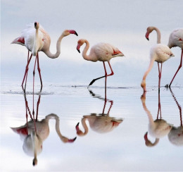 Flamingo Ria Formosa Half Day Tour Algarve Birdwatching